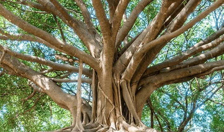 The Oberoi Sukhvilas Image Gallery | Chandigarh 5 Star Resort Images