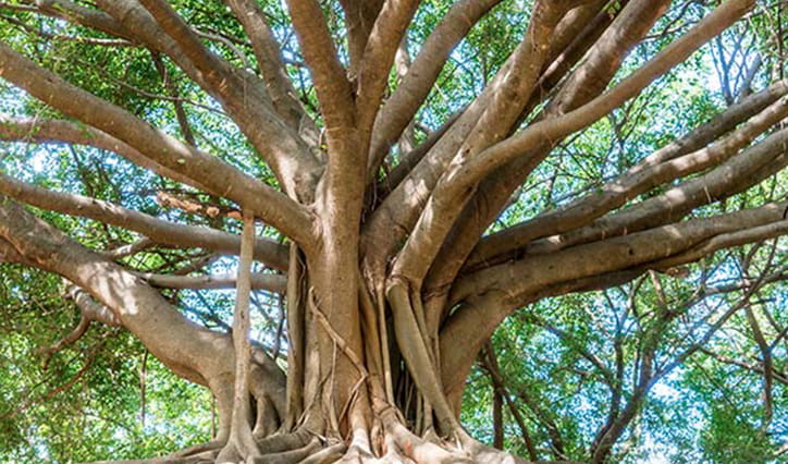 Chocolate Treasure Hunt | The Oberoi Vindhyavilas Wildlife Resort
